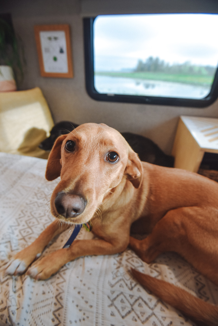 RVing With Dogs: 6 Essential Tips - RV Lifestyle News, Tips, Tricks and ...